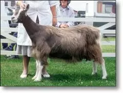 At the goats of the Toggenburg breed, the taste of milk is the most dependent on the diet. http://www.kozovodstvo.narod.ru/