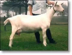 Kambing dari baka Zaanenian. Foto dari http://www.allgoats.com.