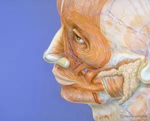 Facebilding, arcformázás, facelifting ... Hogyan ismerjük az arcokat? 18538_1