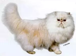 Hindi mo gusto ang mukha ng Persian cats? At walang kabuluhan! 18963_3