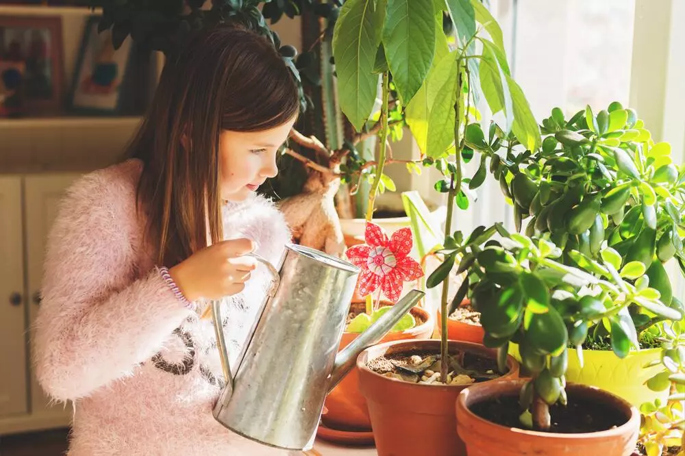 ¿Cómo regar las plantas cubiertas en invierno?