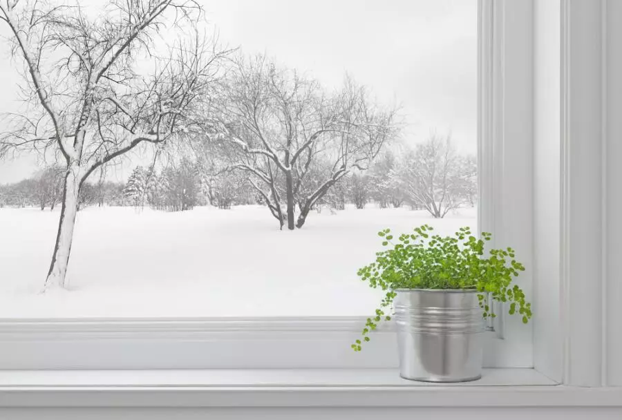 Hoe om binnenshuise plante in die winter te vervoer? 1907_1