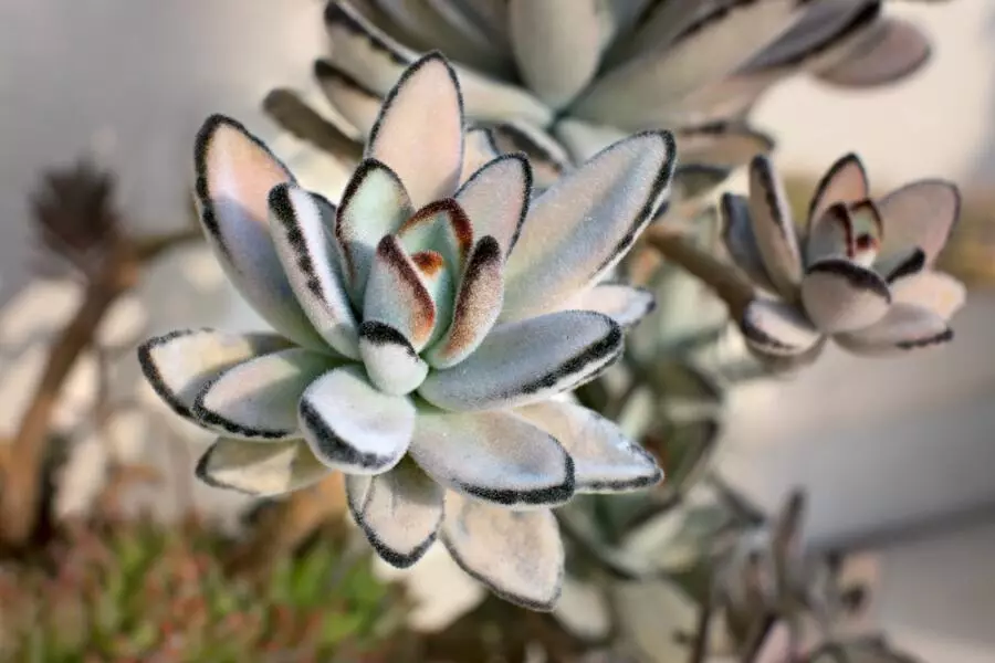 I-Kalanchoe yazizwa (kalanchoe tomentosa)