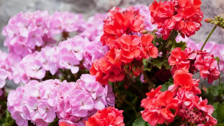 خانواده Geranium. جالب است؟