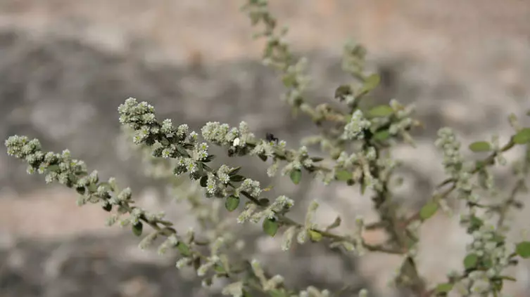 ಎರ್ವೆ ಉಣ್ಣೆ