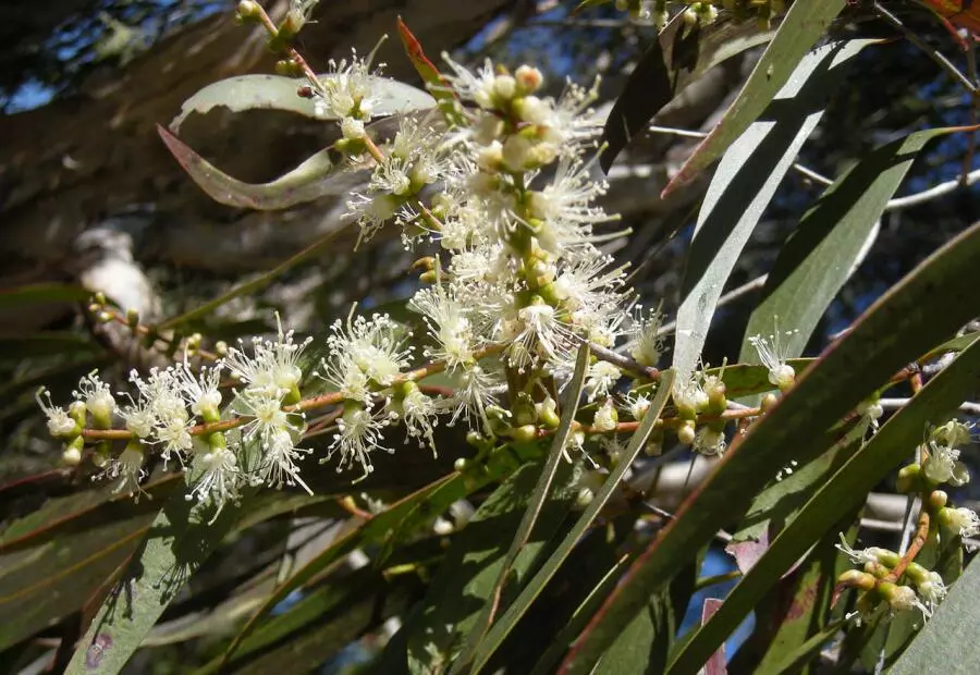 Cayupute (melaleuca leucadendra) soti nan pye bwa a genus te