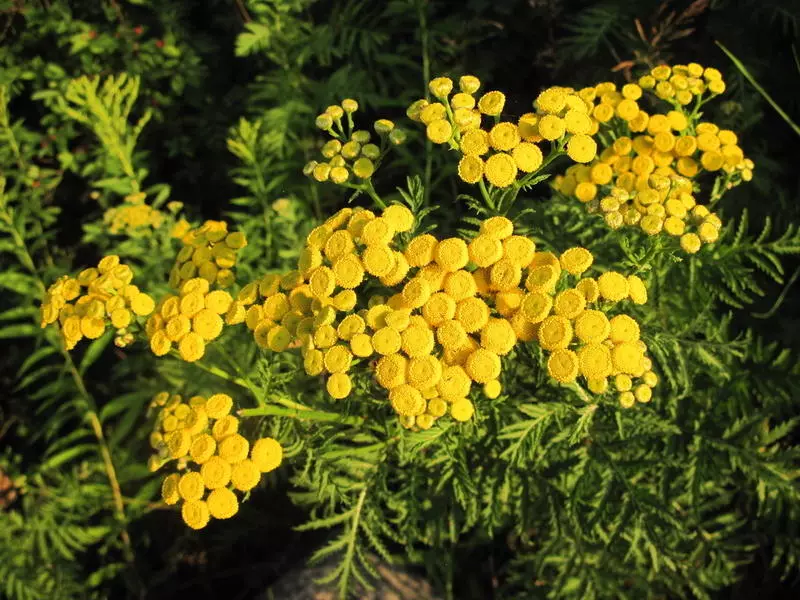 Tansy. რა არის მისი საიდუმლო?