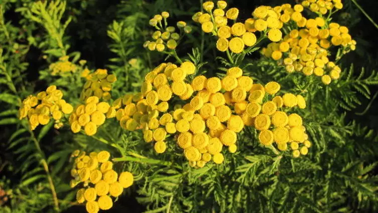 Tansy. Qual è il suo mistero?