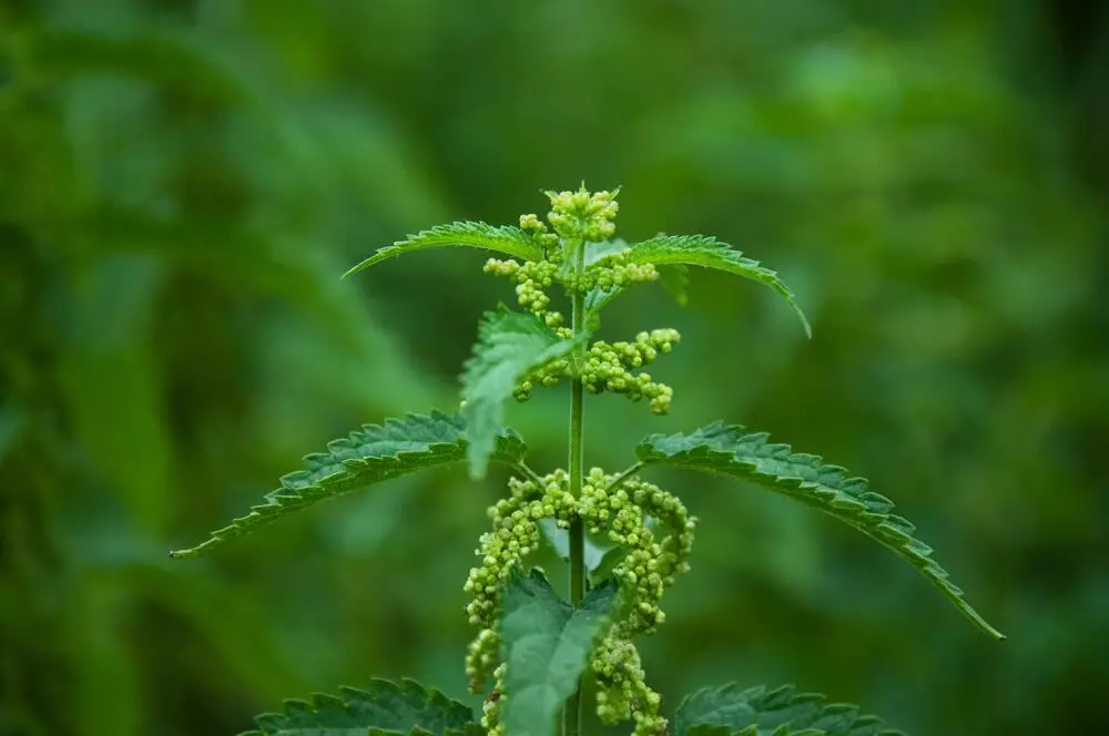 Nettle. نېمىشقا ئۇنى سۆيىمەن?