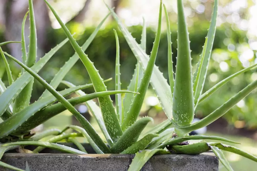 Aloe