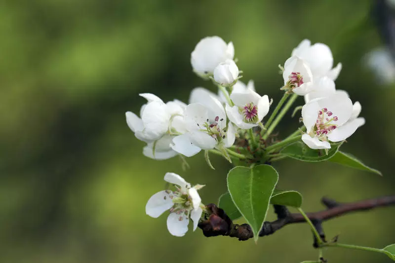 Yuav ua li cas saib xyuas lub vaj? Secrets ntawm gardeners