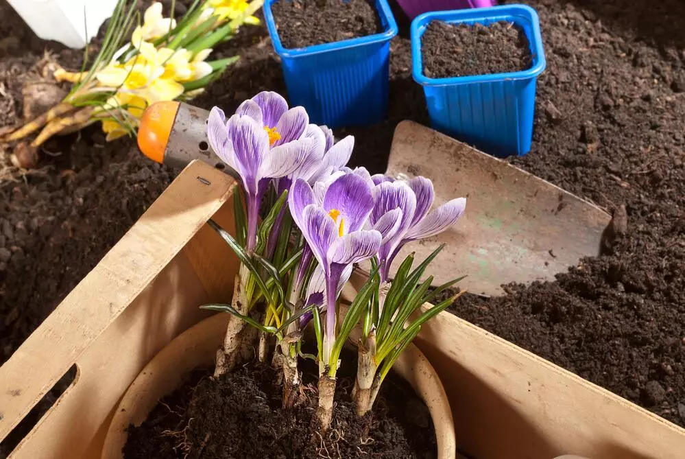 Cum de a crea o grădină de flori fără prea multe necazuri?