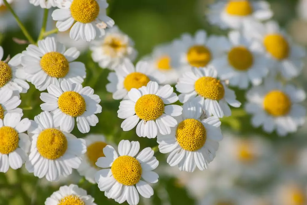 Ce să puneți într-un pat de flori? Pyrethrum.