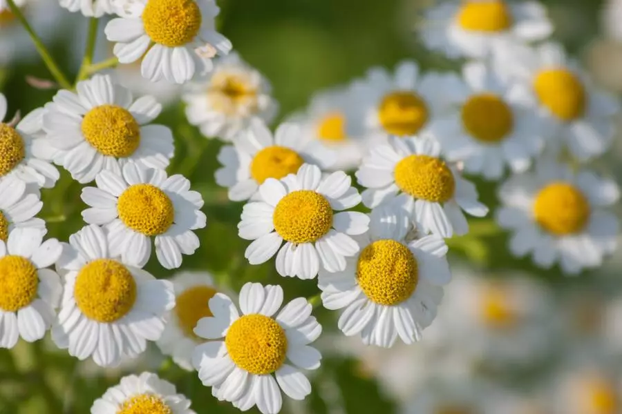 Apa sing bakal dilebokake ing amben kembang? Pyrethrum