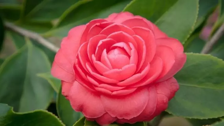 Camellia နှင့် Tea Bush ။ သူတို့မှာဘုံမှာဘာတွေရှိသလဲ။