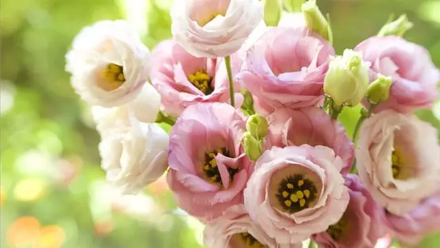 Eustoma הוא prairie פעמון. מה זה מעניין?