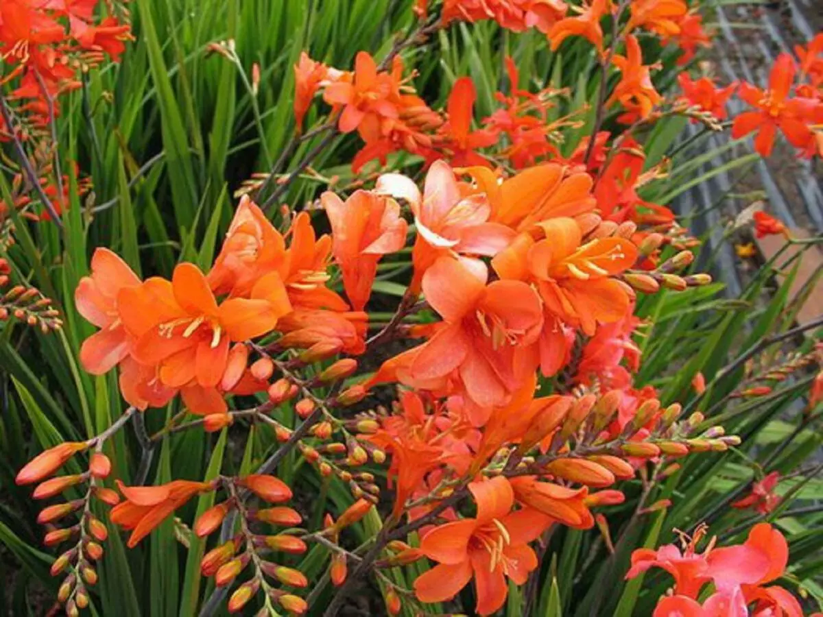 Crokosmiya - Gladiolus opamiz. Bu nima uchun jozibali?