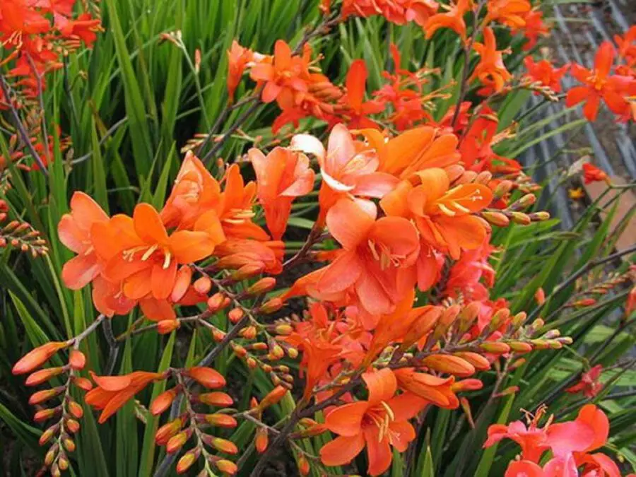 Crocosmia - Khaitseli ea Gladiolus. Ho bo joang?