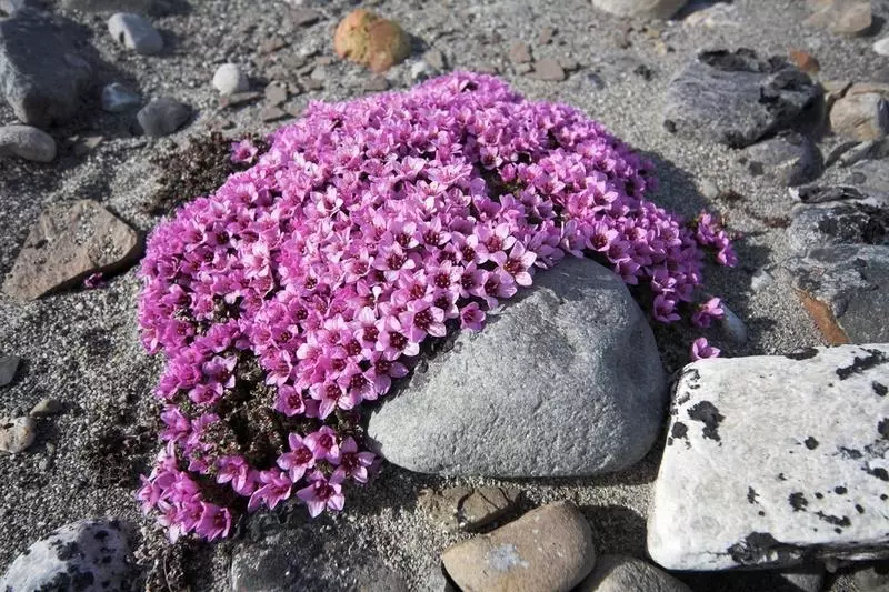 Kewòn ak fanmi li. Ki sa li atire pou flè flowerflowers?