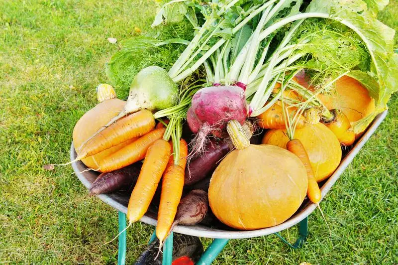 ¿Qué tan fácil y acaba de obtener una cosecha en el jardín?