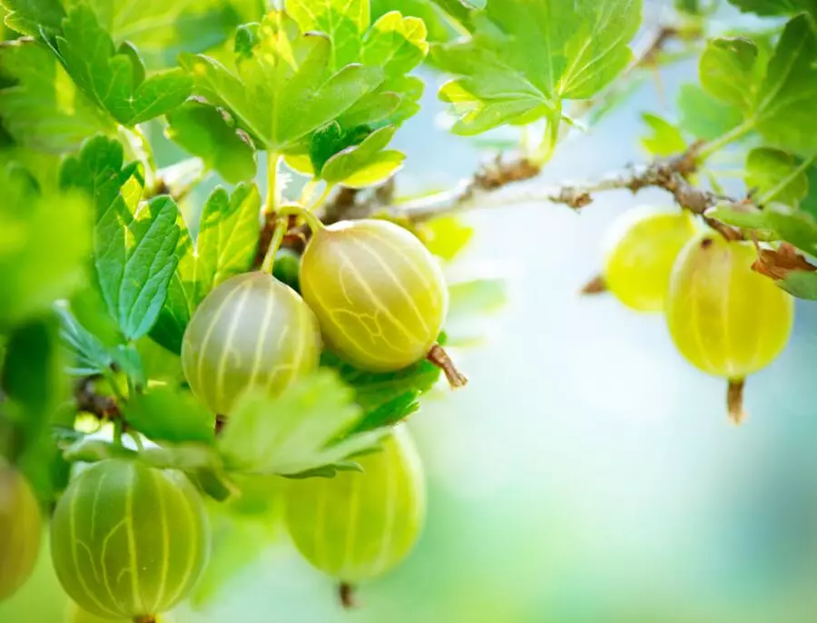 Gooseberry: Apa ceritanya?