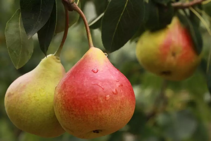 Gewéinlech Pear ... ass et einfach?