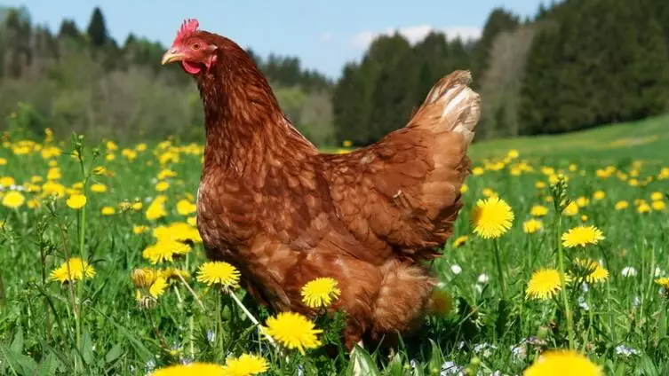 Como aplicar a ninhada de frango como fertilizante?