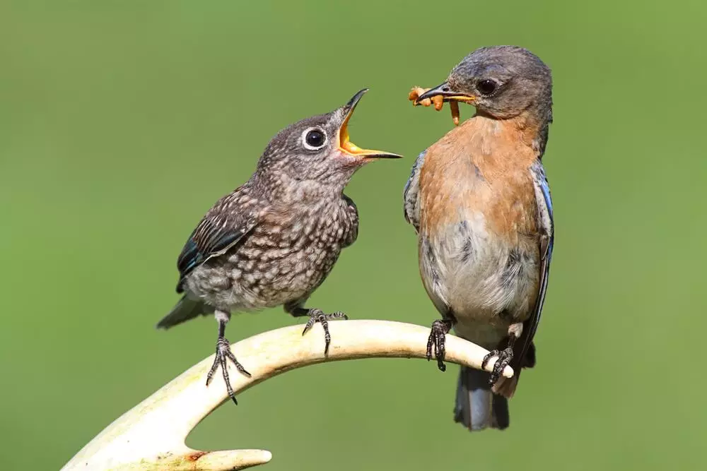 ¿Cómo proteger la cosecha de las aves?