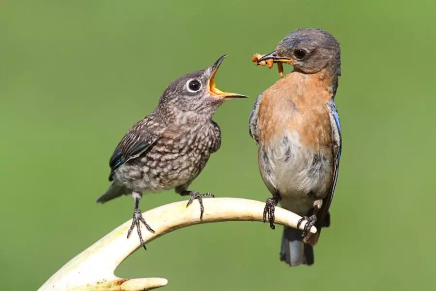 Hoe om die oes van voëls te beskerm?