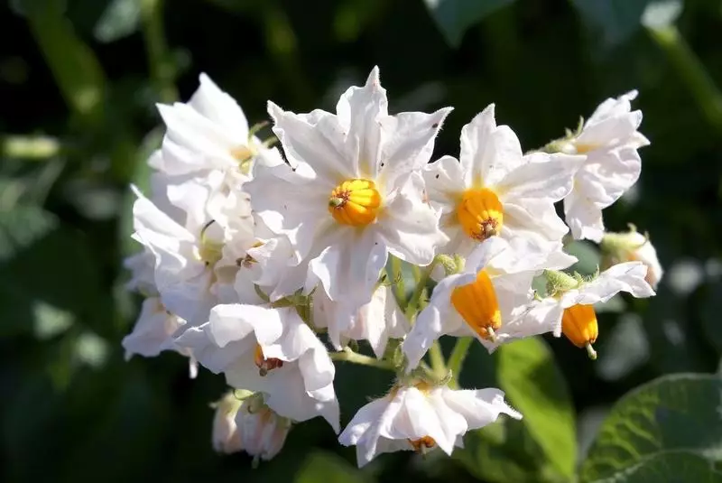 ¿Necesitas flores de patata?