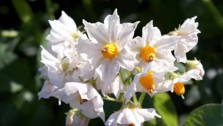 Het jy 'n aartappel blomme nodig?