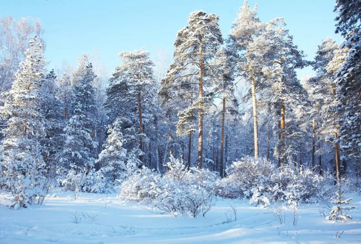 ¿Qué setas se pueden recoger en el bosque en invierno?