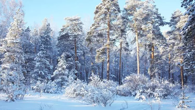 Que cogumelos podem ser coletados na floresta no inverno?