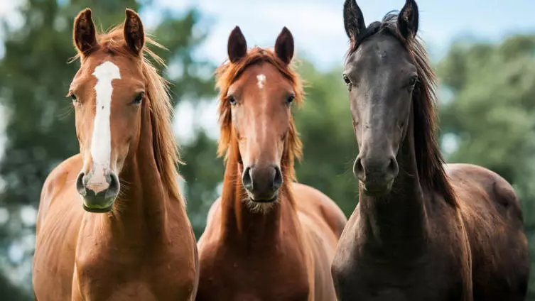 Mikä väri hevoset ovat?