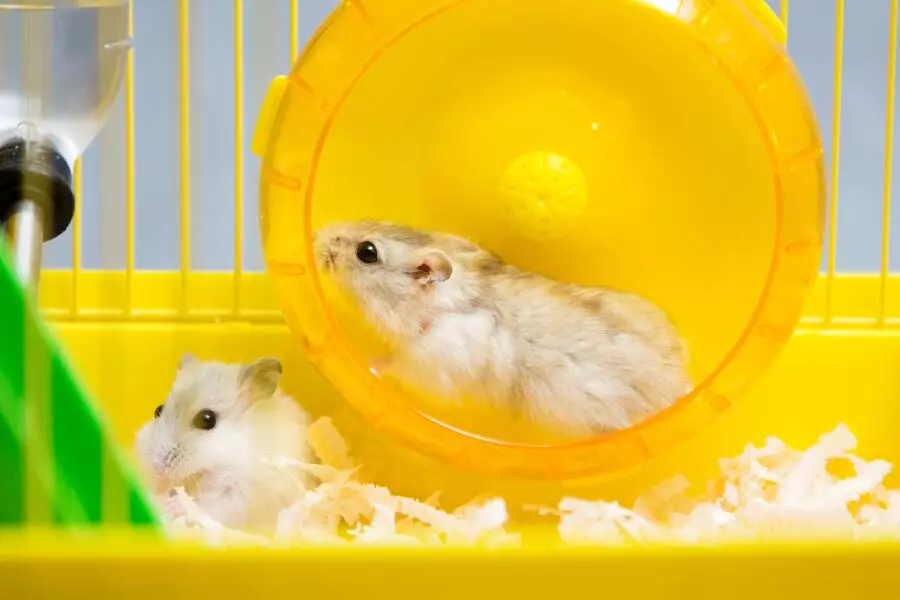 Vad kör hjulet för att välja en hamster?