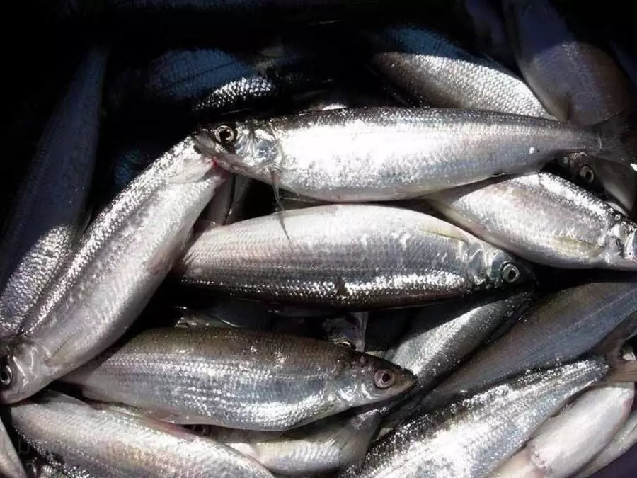 Bagaimana cara merasakan memancing seperti ikan di dalam air? Tentang Ryazhushka