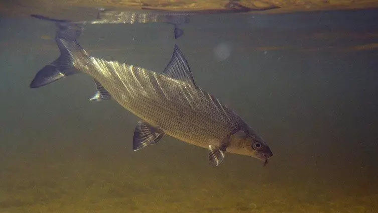 Wie fühlt man angeln wie Fische in Wasser? Über Siga.