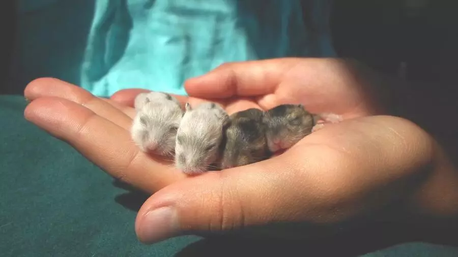 Is het de moeite waard om thuis hamsters te fokken? Informatie voor het denken 20547_1