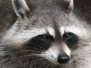 Raccoons - belaj startaj estaĵoj