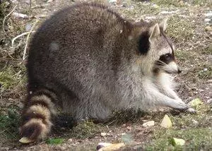 Tato hezká zvířata pečlivě zkoumají všechno, na co se na cestě.