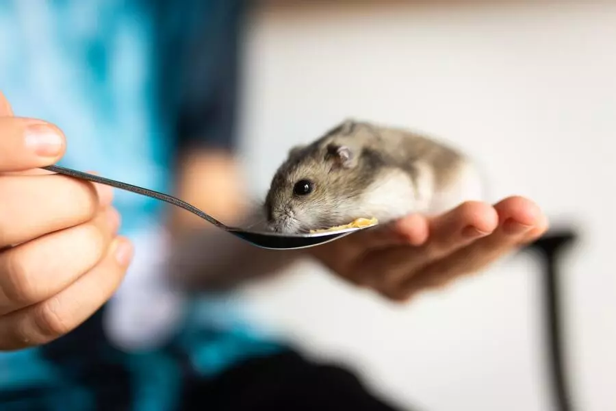 Cad is féidir agus cad is féidir leat nach hamster chóireáil i rith an tsamhraidh?