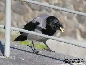 CROW AND MAN: Sino ang nag-aaral kanino? 21196_1