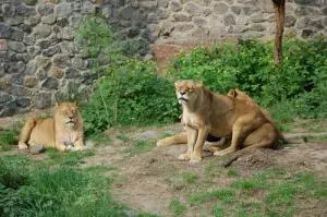 Famill vun afrikanesche Lviv