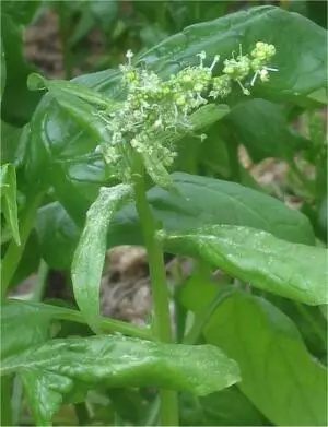 Vuoi sentire il sapore del verde? Spinaci in inglese 21324_1