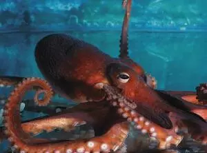 Wat zijn interessante ... octopussen? Deel 2 21604_3