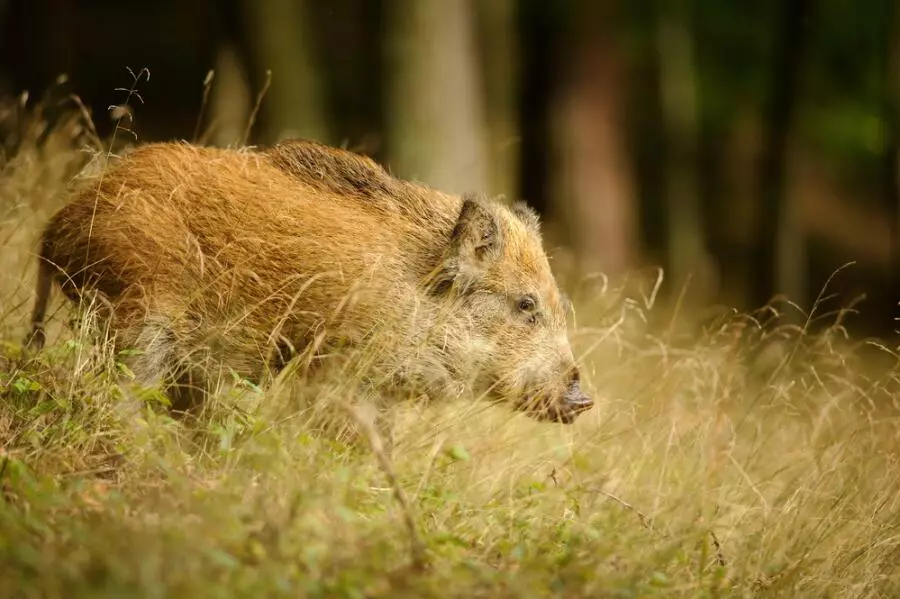 Как да станем приятели с патрона на 2019 - жълт свиня?