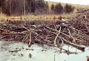 Beaver Dam.