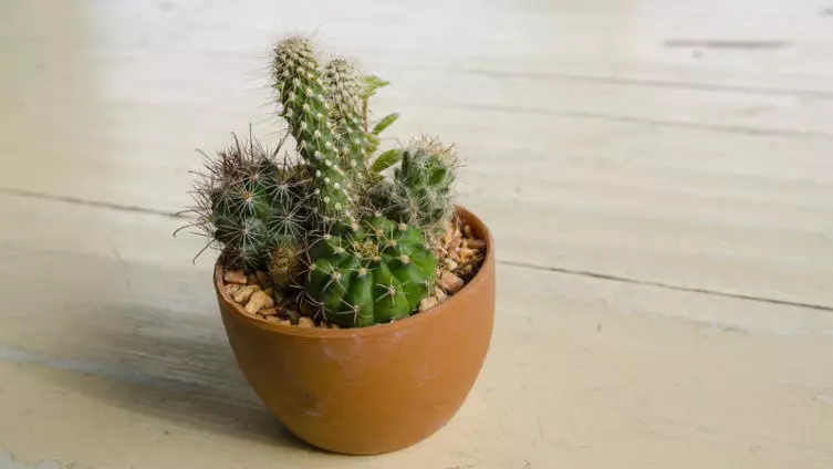 Cactus