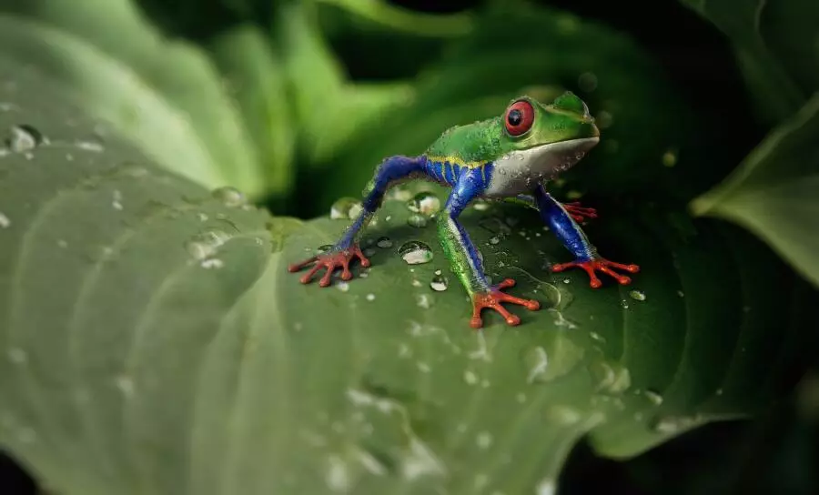 Red-eyed Quix, Wood Frog