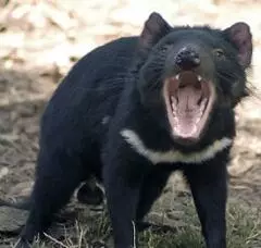 Yawa sa Tasmanian: Asa ug Giunsa niya pagkinabuhi? 23543_1